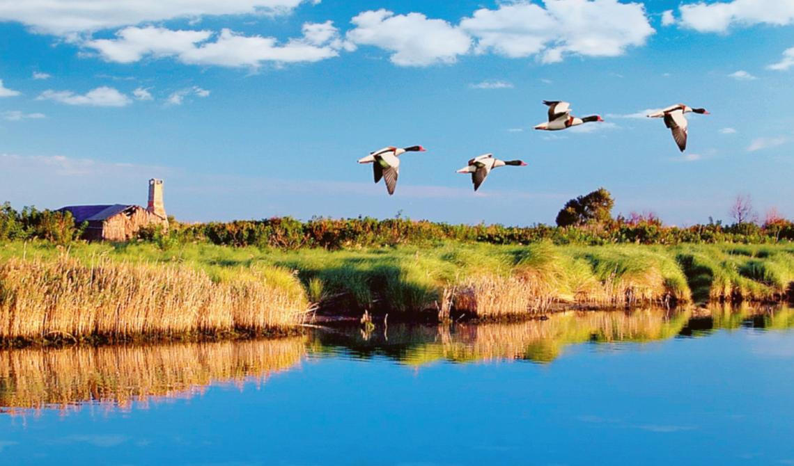 Acque limpide alla foce del Po - La Voce di Rovigo