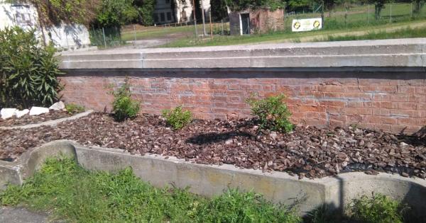 Al parco dell'ex manicomio arrivano le rose! - Foto 1 di 7 - La Voce di ...