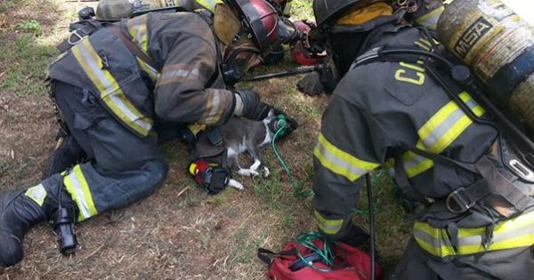 I pompieri salvano tre mici con la maschera a ossigeno - La Voce di Rovigo
