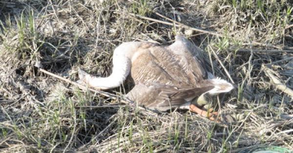 Oca morta in riviera Carbonara - La Voce di Rovigo