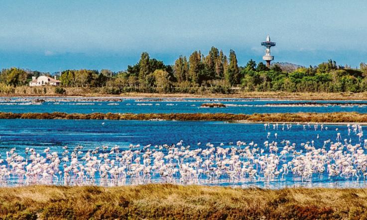Il Fai alla scoperta dell'Isola di Albarella - La Voce di Rovigo